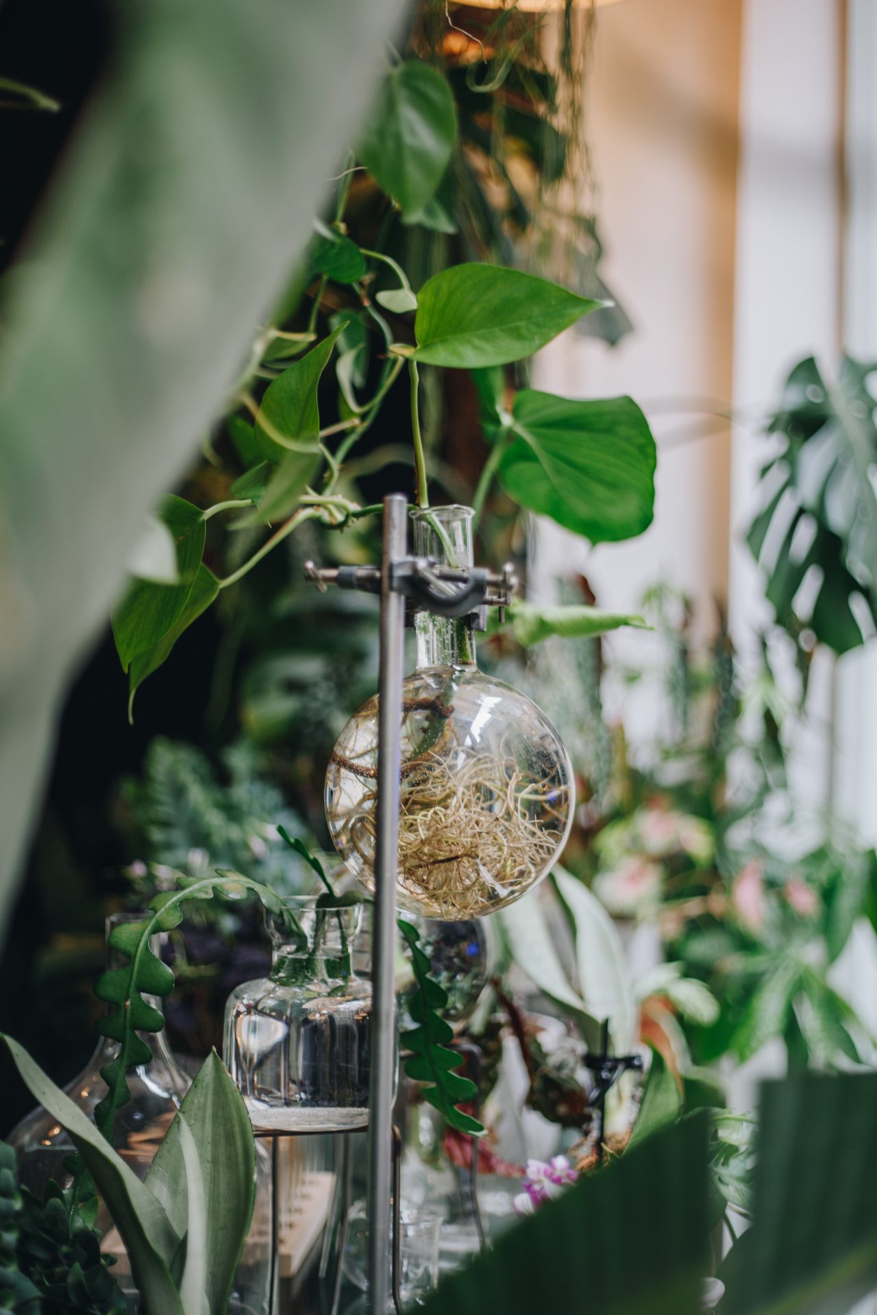 BOTANICA STUDIO - Welcome to Bath